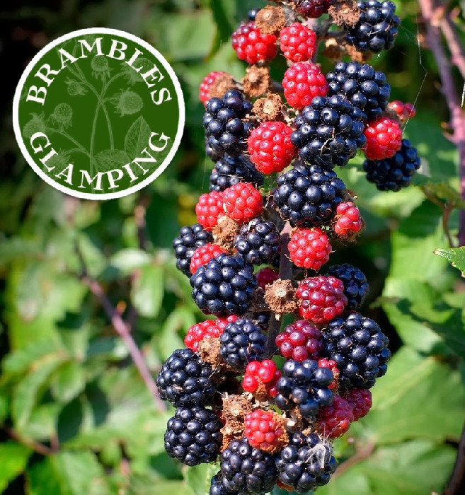 Contact Brambles Glamping | Book your Evesham - Broadway Glamping stay now